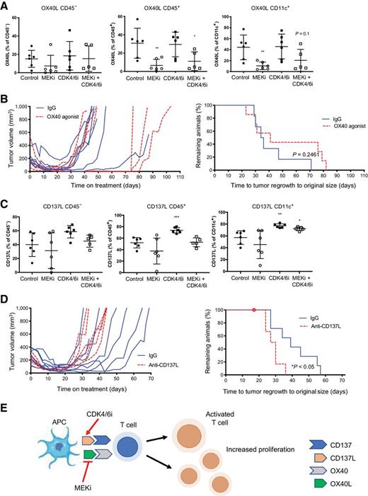 Activation of CD8+ T Cells Contributes to Antitumor Effects of CDK4/6 ...