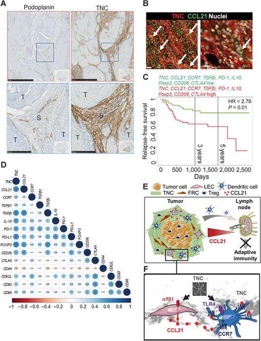 Tenascin-C Orchestrates an Immune-Suppressive Tumor Microenvironment in ...