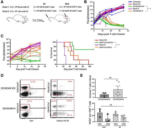 The Cerebroventricular Environment Modifies CAR T Cells for Potent ...