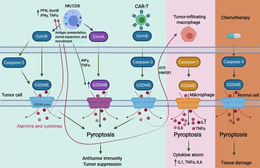 Lighting a Fire: Can We Harness Pyroptosis to Ignite Antitumor Immunity ...