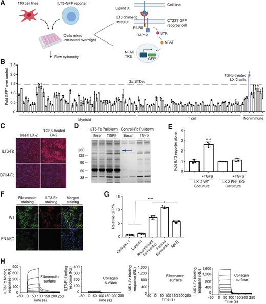 The Fibronectin–ILT3 Interaction Functions as a Stromal Checkpoint that ...