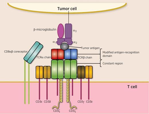 Engineered T-cell Receptor T Cells for Cancer Immunotherapy | Cancer ...