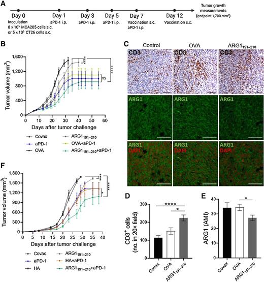 Arginase 1–Based Immune Modulatory Vaccines Induce Anticancer Immunity ...