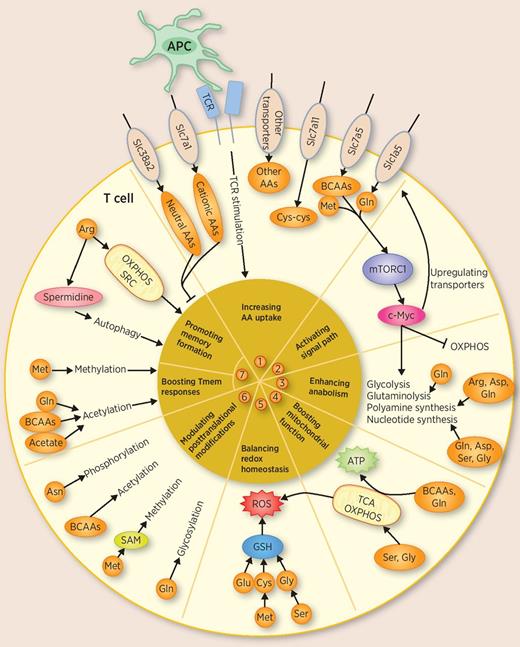 Fueling T-cell Antitumor Immunity: Amino Acid Metabolism Revisited ...