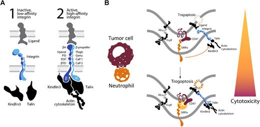 Kindlin3-Dependent CD11b/CD18-Integrin Activation Is Required for ...