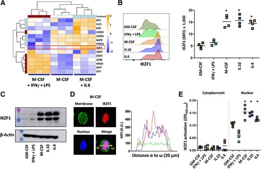 The IKZF1–IRF4/IRF5 Axis Controls Polarization of Myeloma-Associated ...