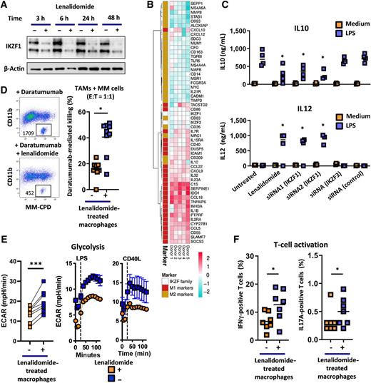 The IKZF1–IRF4/IRF5 Axis Controls Polarization of Myeloma-Associated ...