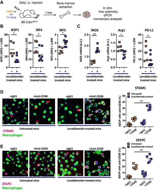 The IKZF1–IRF4/IRF5 Axis Controls Polarization of Myeloma-Associated ...