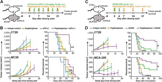 Arginase Therapy Combines Effectively with Immune Checkpoint Blockade ...