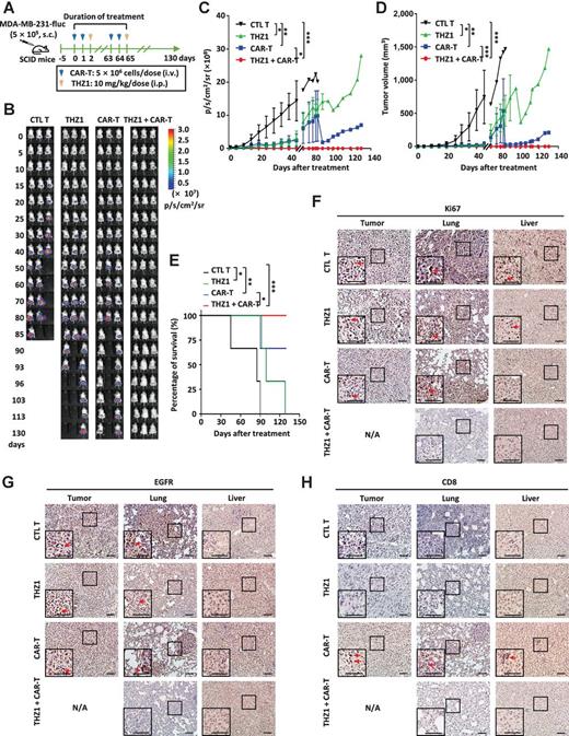 Targeting Triple-Negative Breast Cancer with Combination Therapy of ...