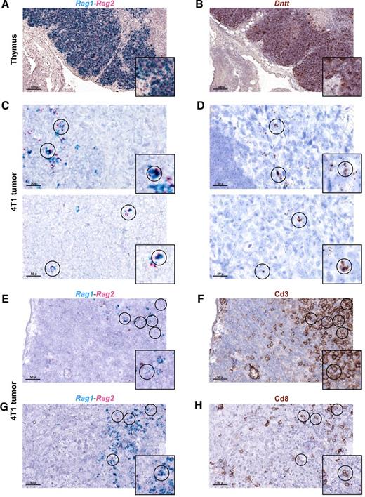 T Cells Expressing Receptor Recombination/Revision Machinery Are ...