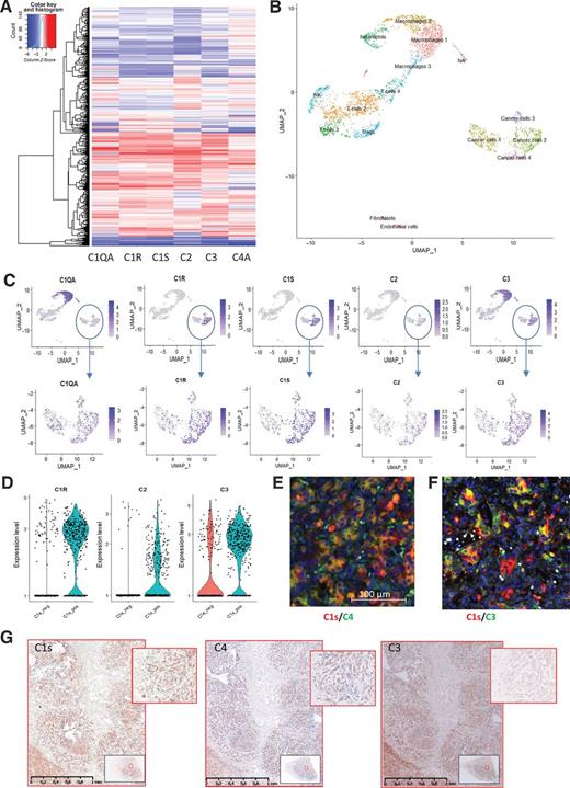 Complement C1s and C4d as Prognostic Biomarkers in Renal Cancer ...