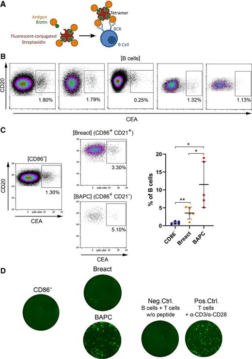 CD86+ Antigen-Presenting B Cells Are Increased in Cancer, Localize in ...
