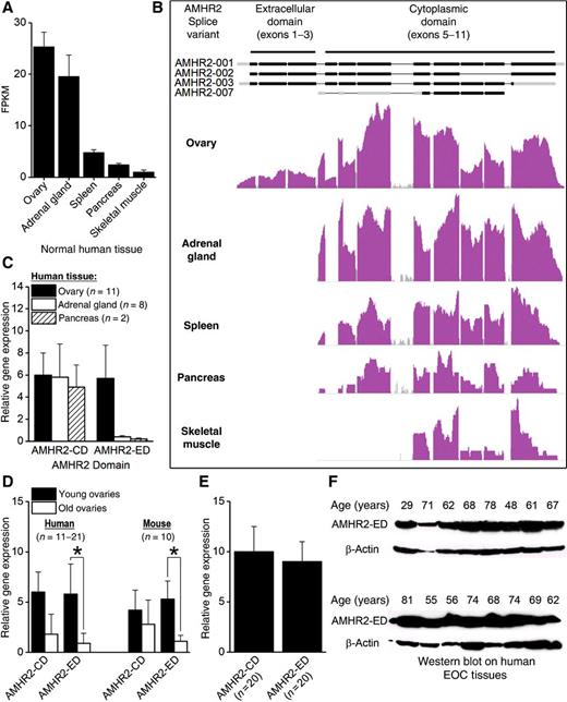 Primary Immunoprevention of Epithelial Ovarian Carcinoma by Vaccination ...