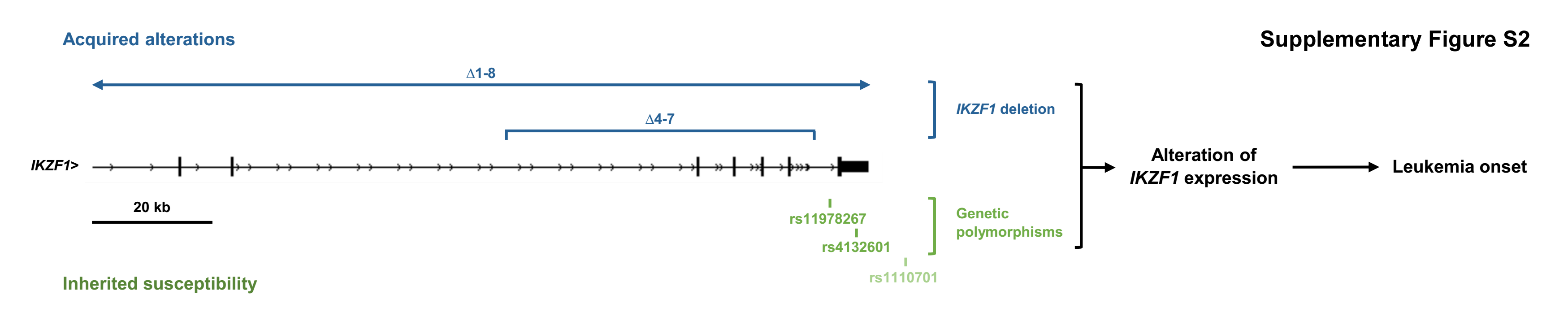 IKZF1 Gene in Childhood B-cell Precursor Acute Lymphoblastic Leukemia ...