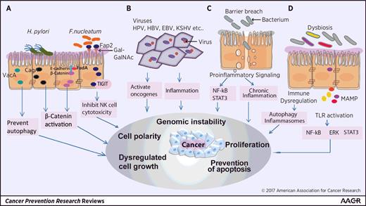 The Human Microbiome and Cancer | Cancer Prevention Research | American ...