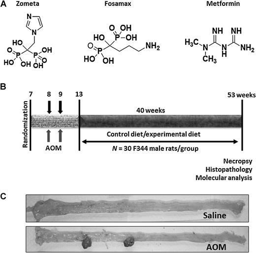 Bisphosphonates Zometa and Fosamax Synergize with Metformin to Prevent ...