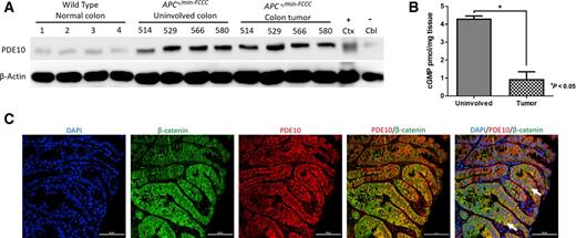 Suppression of Colon Tumorigenesis in Mutant Apc Mice by a Novel PDE10 ...