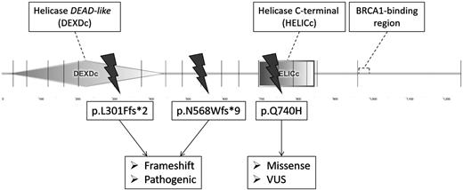 BRIP1, a Gene Potentially Implicated in Familial Colorectal Cancer Type ...