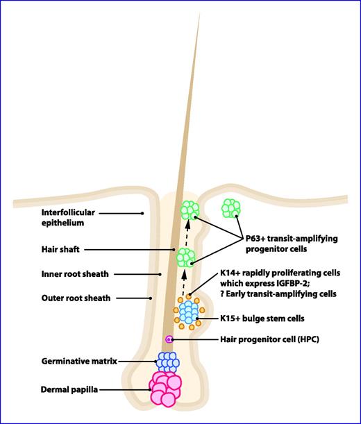Molecular Conversations and the Development of the Hair Follicle and ...