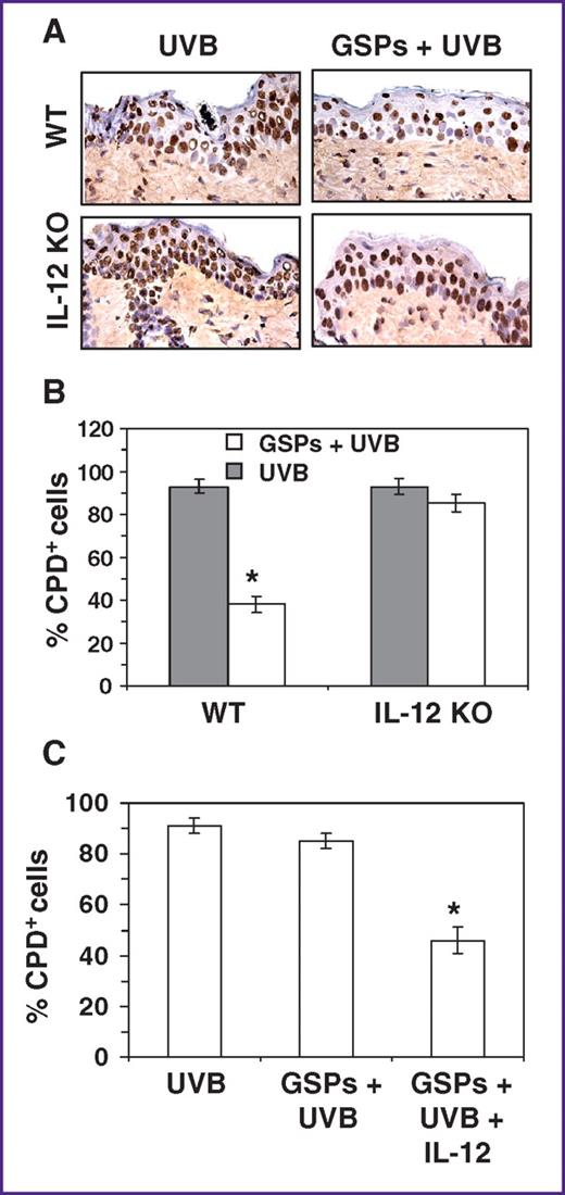Proanthocyanidins Inhibit Photocarcinogenesis through Enhancement of ...