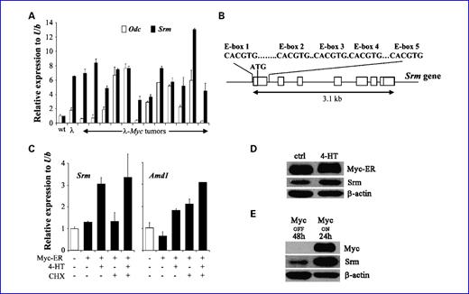 Chemoprevention of B-Cell Lymphomas by Inhibition of the Myc Target ...