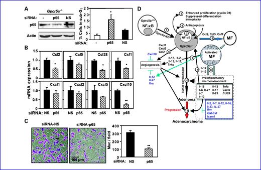 Knockout of the Tumor Suppressor Gene Gprc5a in Mice Leads to NF-κB ...