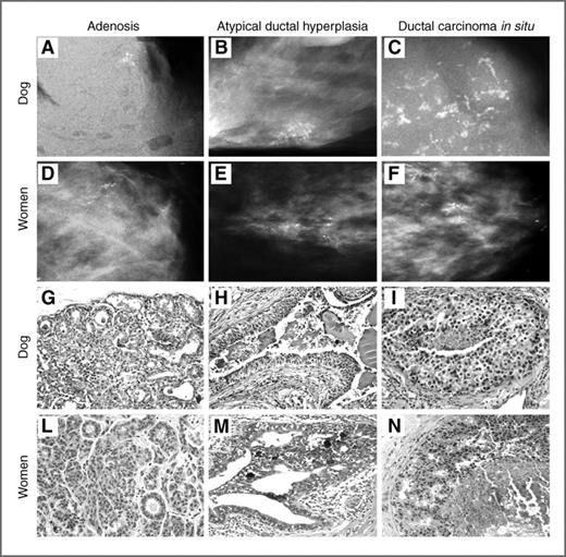 Mammography and Ultrasound Imaging of Preinvasive and Invasive Canine ...