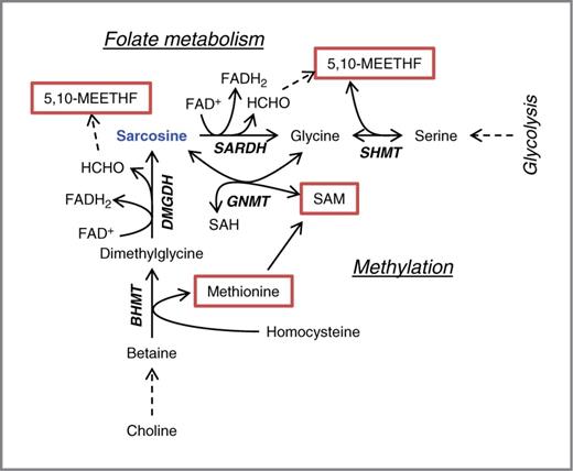 Expanding the Reach of Cancer Metabolomics | Cancer Prevention Research ...