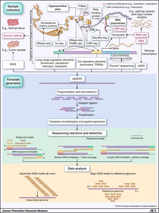 Key Principles and Clinical Applications of “Next-Generation” DNA ...
