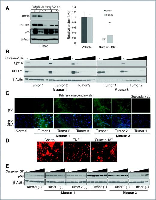 Targeting FACT Complex Suppresses Mammary Tumorigenesis in Her2/neu ...