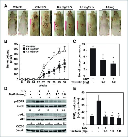 Taxifolin Suppresses UV-Induced Skin Carcinogenesis by Targeting EGFR ...