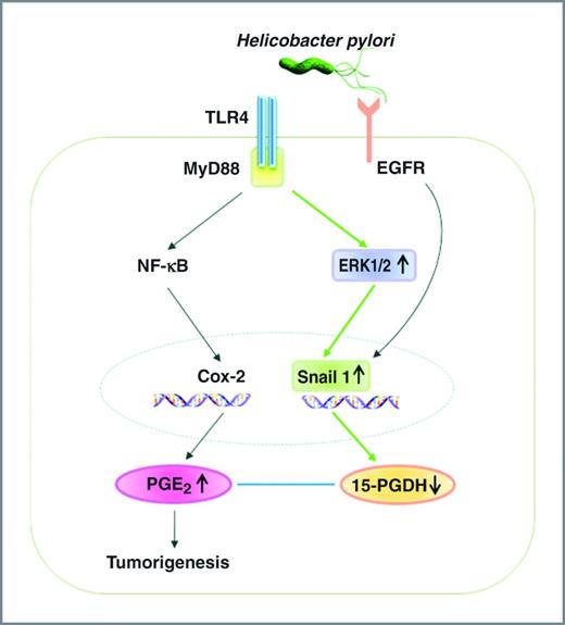 Inhibition of 15-Hydroxyprostaglandin Dehydrogenase by Helicobacter ...