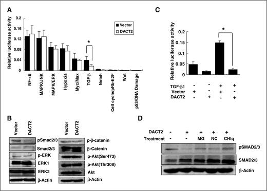 DACT2 Is a Candidate Tumor Suppressor and Prognostic Marker in ...