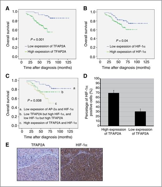 TFAP2A Regulates Nasopharyngeal Carcinoma Growth and Survival by ...