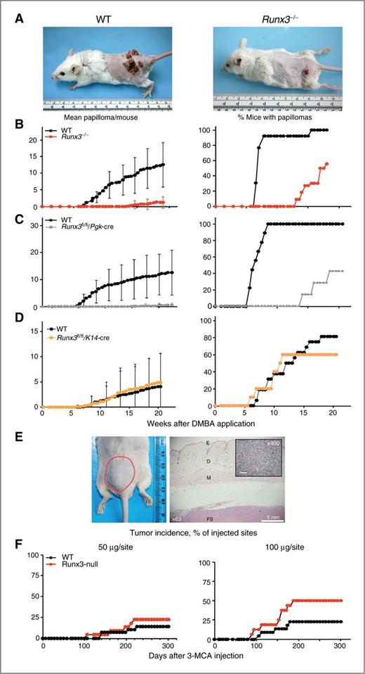 Carcinogen-Induced Skin Tumor Development Requires Leukocytic Expression of the Transcription ...