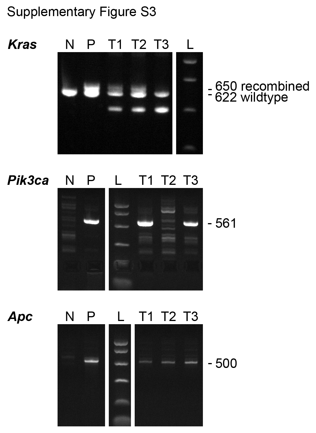 Colon Tumors with the Simultaneous Induction of Driver Mutations in APC ...