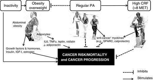 Physical Inactivity and Low Fitness Deserve More Attention to Alter ...