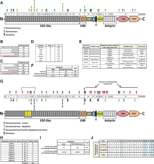 Notch1 Mutations Are Drivers of Oral Tumorigenesis | Cancer Prevention ...