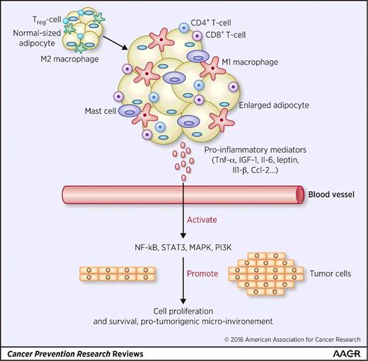 Targeting Inflammation in Cancer Prevention and Therapy | Cancer ...