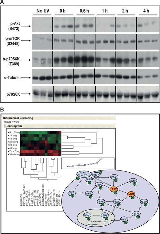Inhibition of Akt Enhances the Chemopreventive Effects of Topical ...