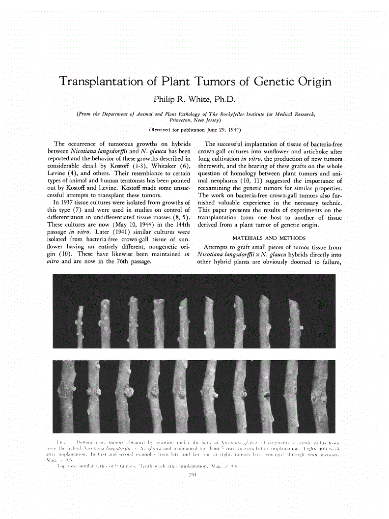 Transplantation of Plant Tumors of Genetic Origin | Cancer Research ...