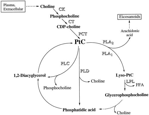 Malignant Transformation Alters Membrane Choline Phospholipid ...