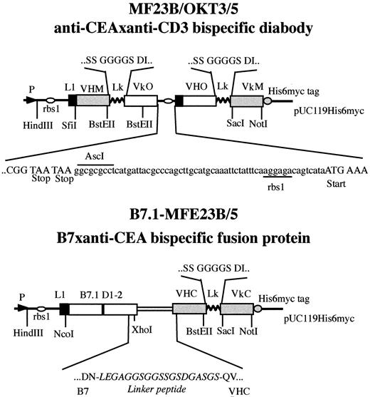Carcinoembryonic Antigen (CEA)-specific T-Cell Activation in Colon ...