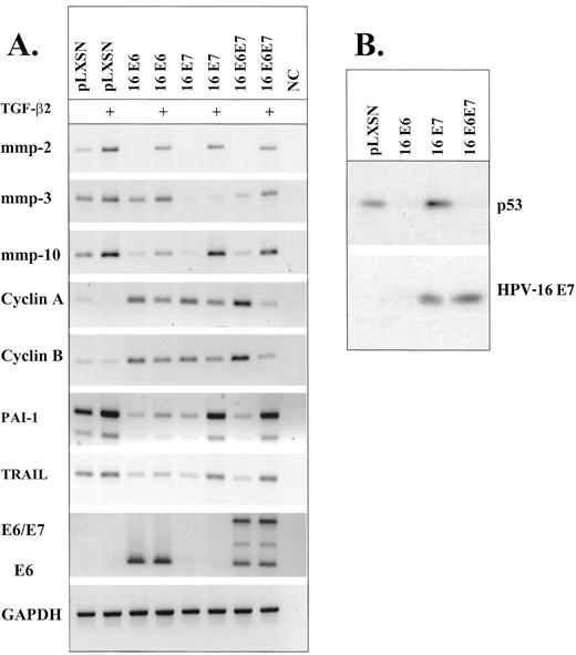 Human Papillomavirus Type 16 E6 and E7 Proteins Inhibit Differentiation ...