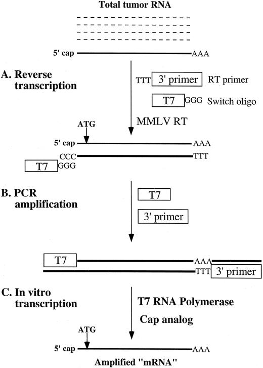 Induction of Tumor Immunity and Cytotoxic T Lymphocyte Responses Using ...