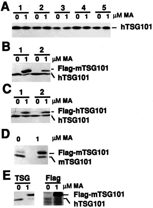 TSG101 Protein Steady-State Level Is Regulated Posttranslationally by ...