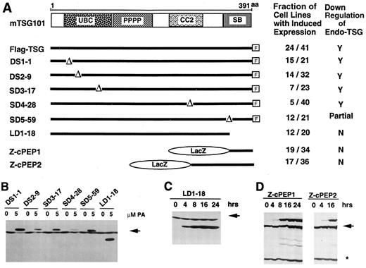 TSG101 Protein Steady-State Level Is Regulated Posttranslationally by ...