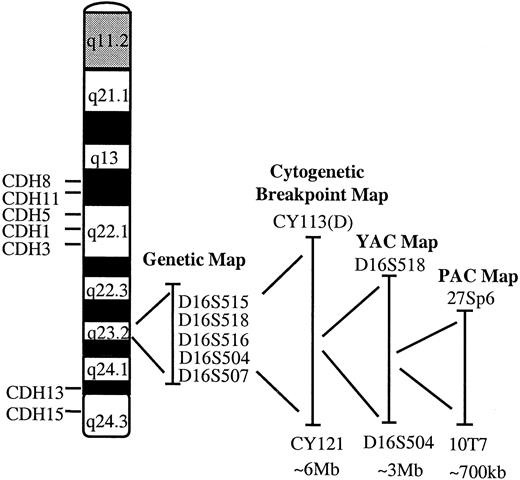 A 700-kb Physical Map of a Region of 16q23.2 Homozygously Deleted in ...