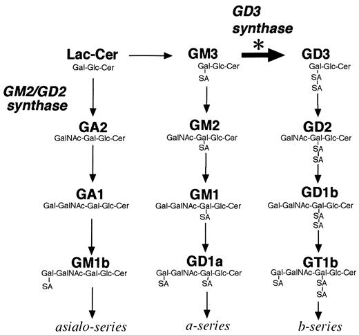 Ganglioside GD2 in Small Cell Lung Cancer Cell Lines | Cancer Research ...